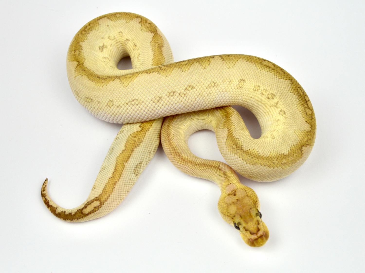 Bamboo Clown Ball Python by Bravo Zulu Ball Pythons - MorphMarket