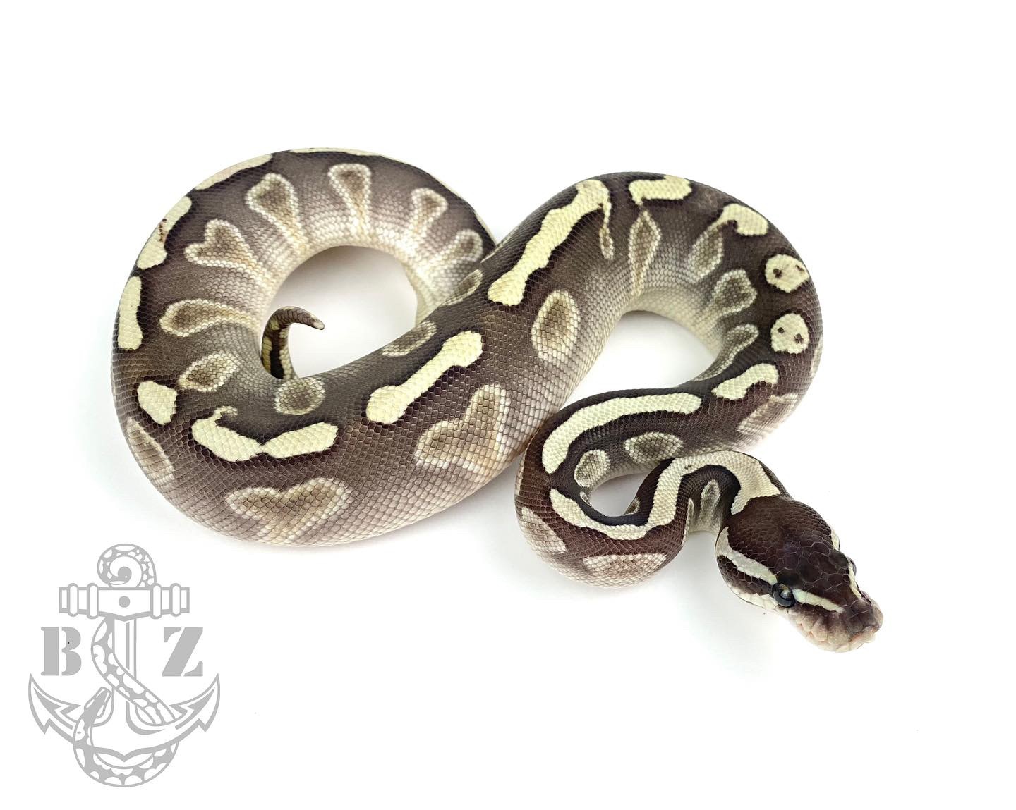 Lesser GHI Het Clown Ball Python by Bravo Zulu Ball Pythons - MorphMarket