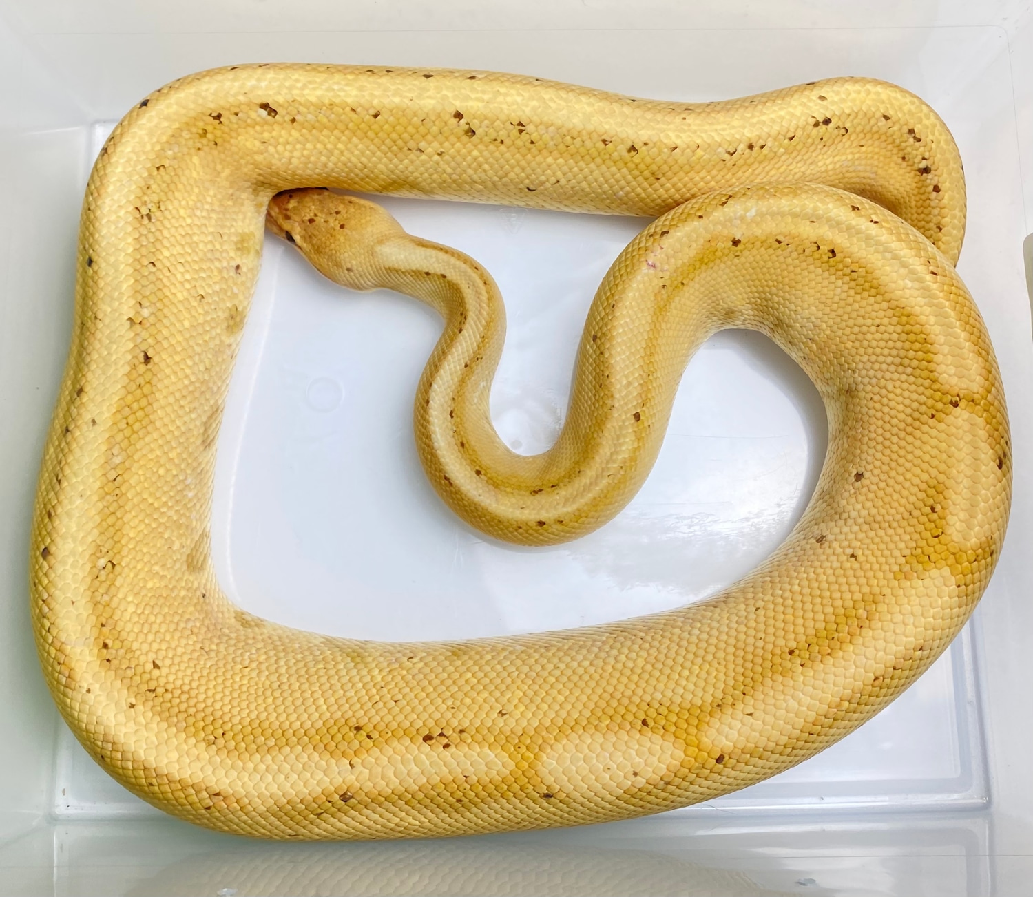 Banana G Stripe Ball Python by Bravo Zulu Ball Pythons - MorphMarket