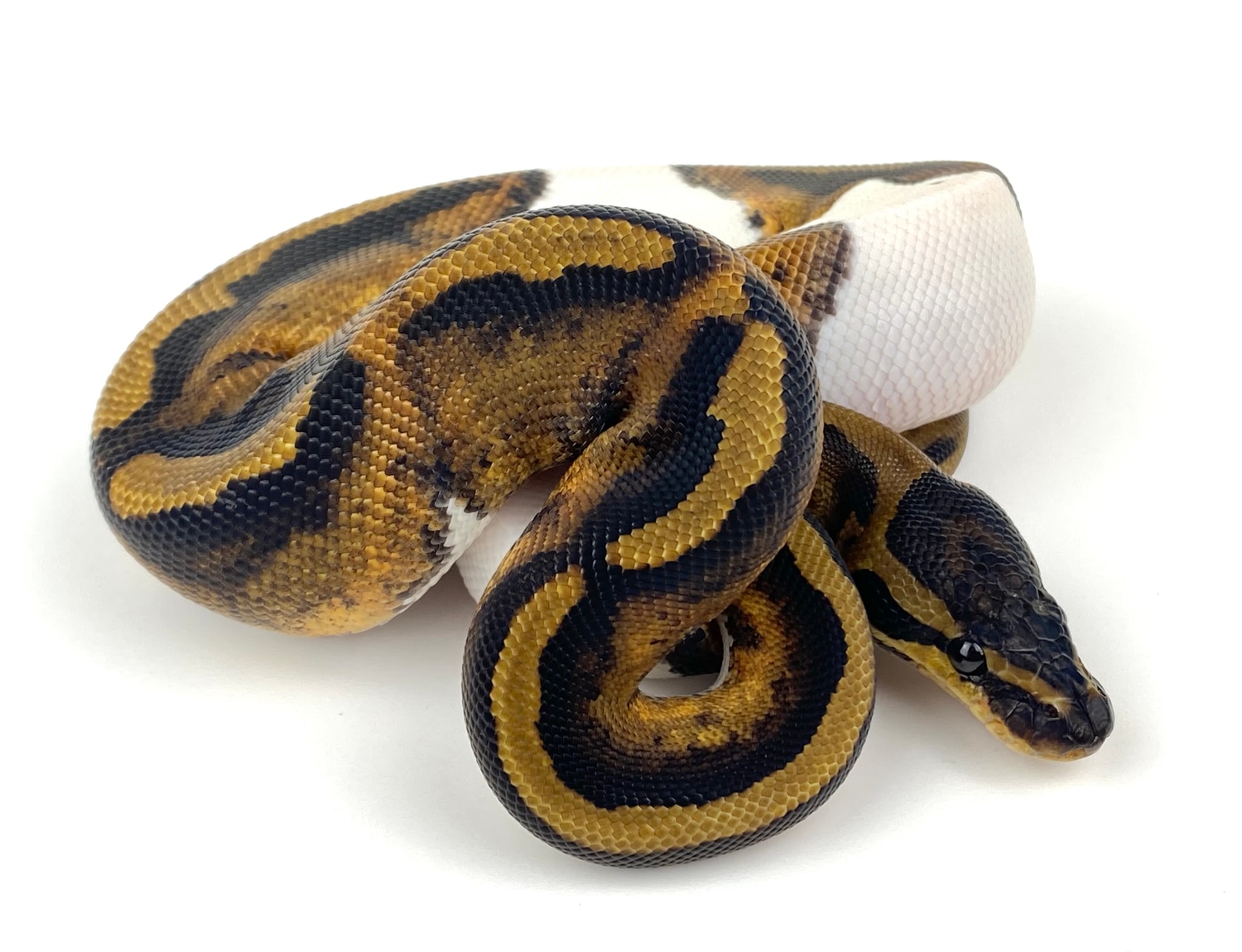 Pied Pos. Het Lav Albino Ball Python by Bravo Zulu Ball Pythons ...