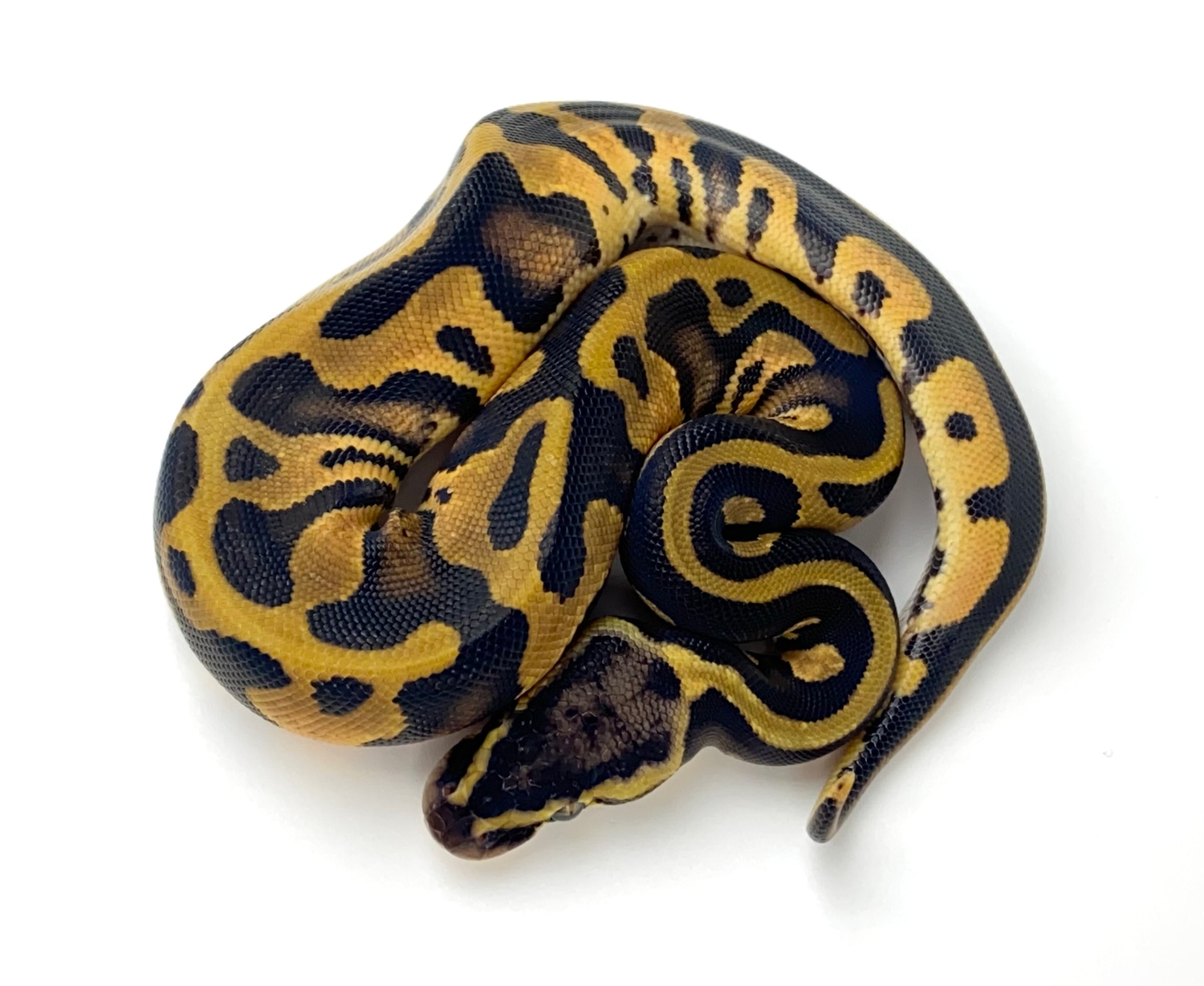 OD Pastel Leopard Ball Python by Bravo Zulu Ball Pythons - MorphMarket