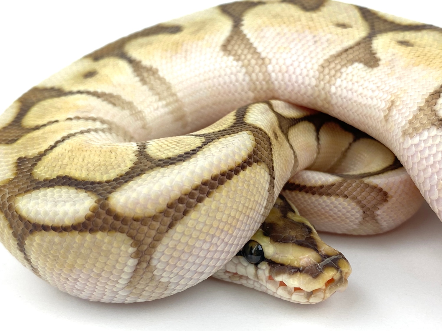 Lesser Bee Het Clown Ball Python by Bravo Zulu Ball Pythons - MorphMarket