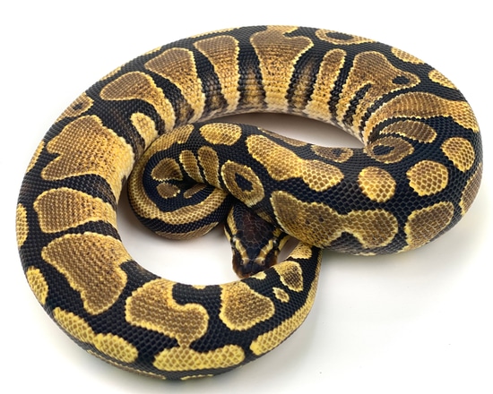 YB Het Puzzle Ball Python by Bravo Zulu Ball Pythons