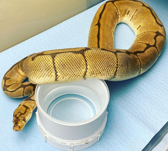 Spider Clown Ball Python by Bravo Zulu Ball Pythons