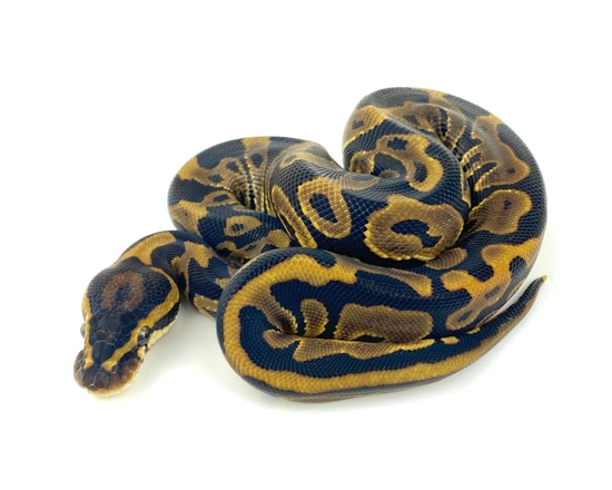 Leopard Het Clown Ball Python by Bravo Zulu Ball Pythons