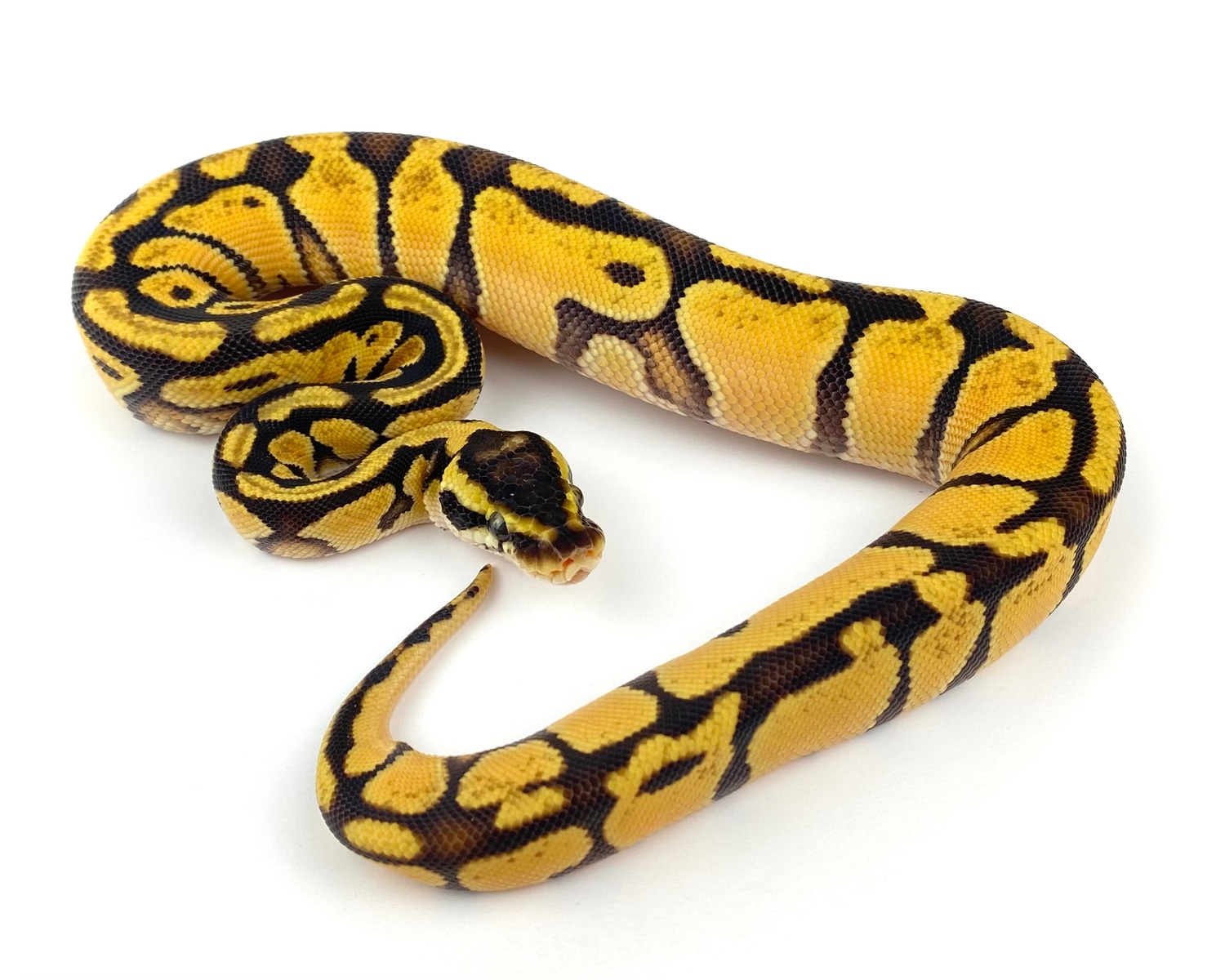 Pastel Enchi Het Puzzle Ball Python by Bravo Zulu Ball Pythons ...