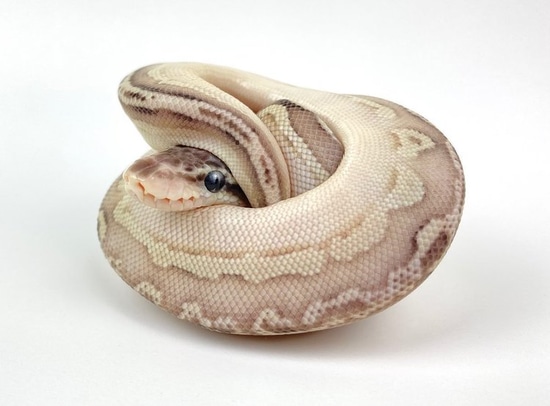 Pastel ODYB Lesser Bongo Ball Python by Bravo Zulu Ball Pythons