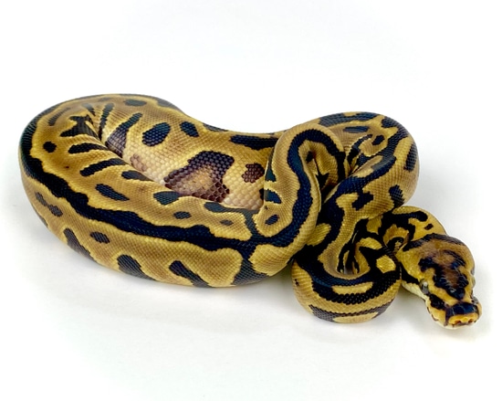 Enchi Leopard Spotnose Het Clown Ball Python by Bravo Zulu Ball Pythons