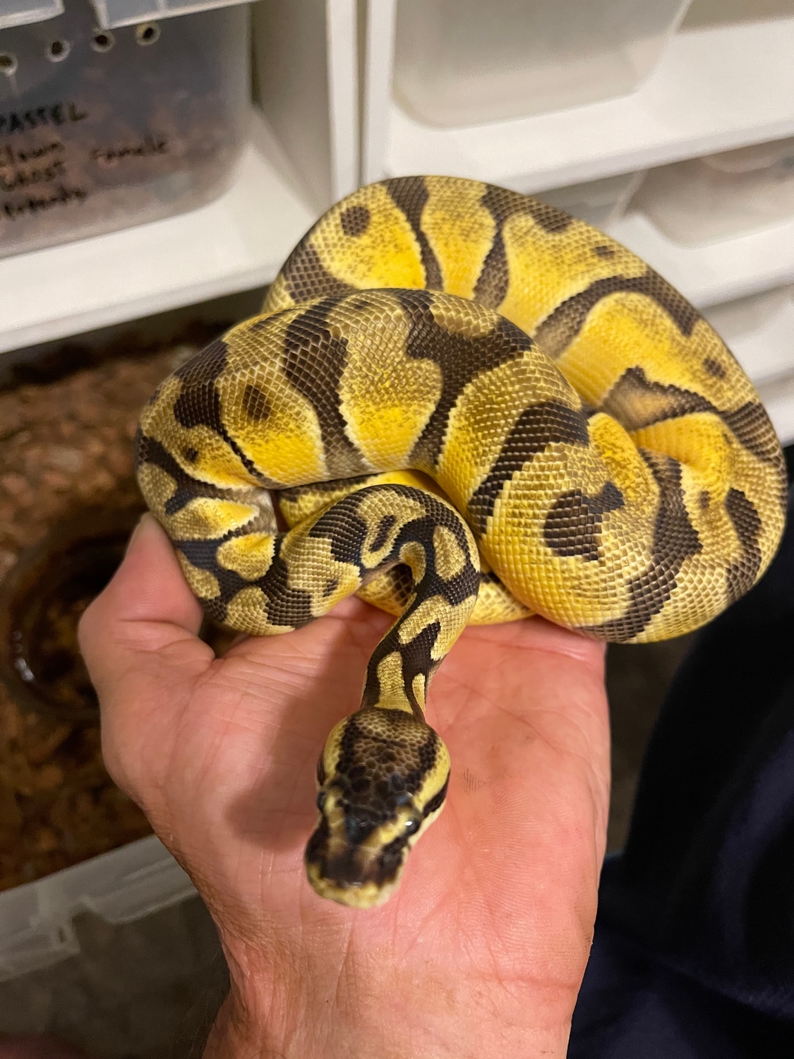 Pastel Enchi Orange Dream Ball Python by HeathenHatchery - MorphMarket
