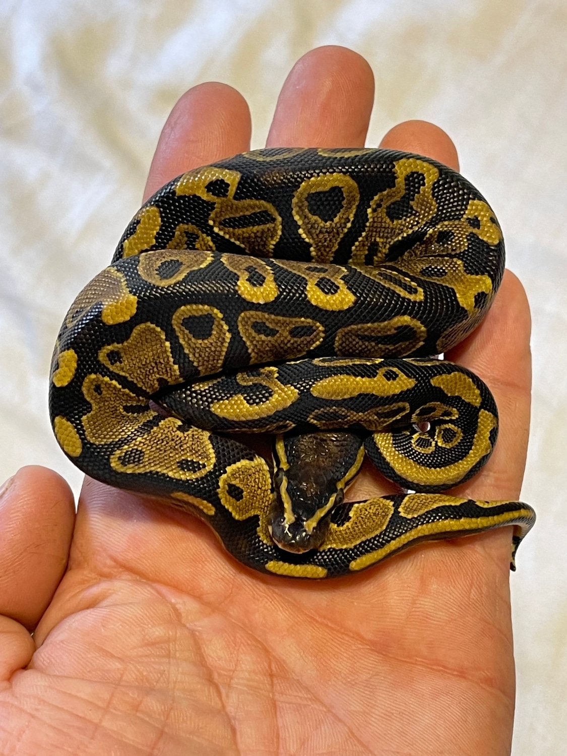 Gravel Asphalt Ball Python by HeathenHatchery - MorphMarket