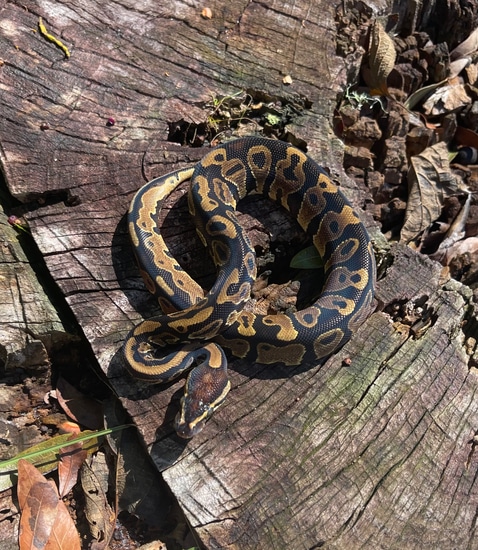 Asphalt/Gravel Ball Python by HeathenHatchery