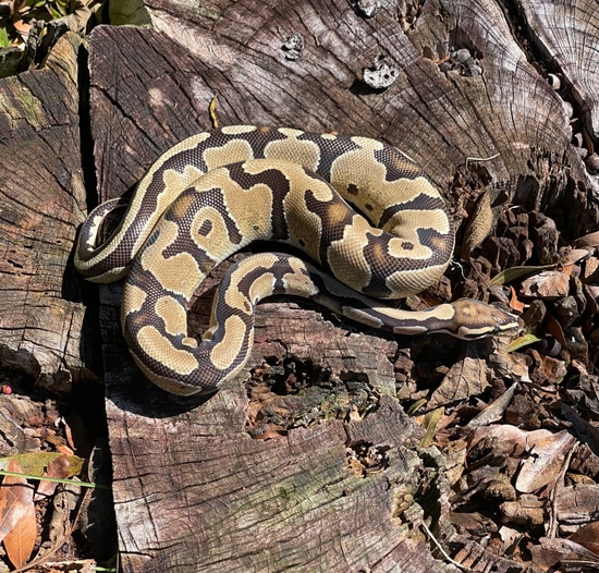 Fire Het Pied Ball Python by HeathenHatchery