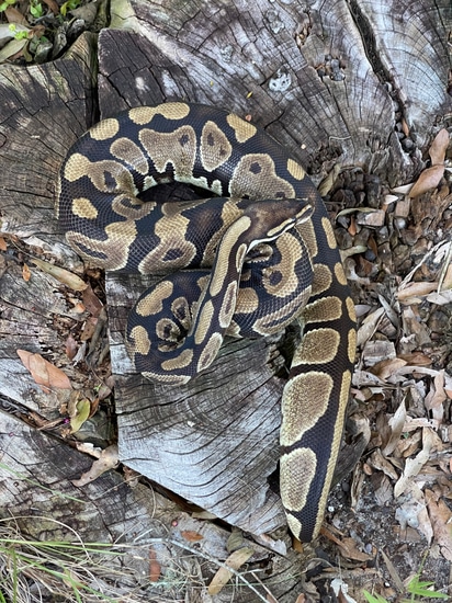 Normal Ball Python by HeathenHatchery