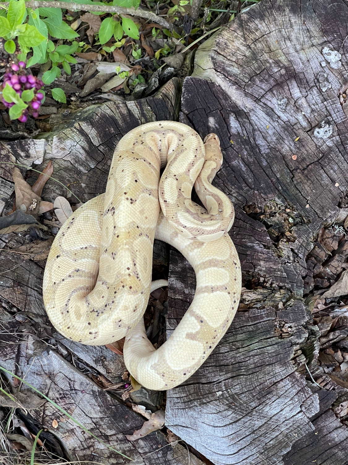 Coral Glow Ball Python by HeathenHatchery - MorphMarket