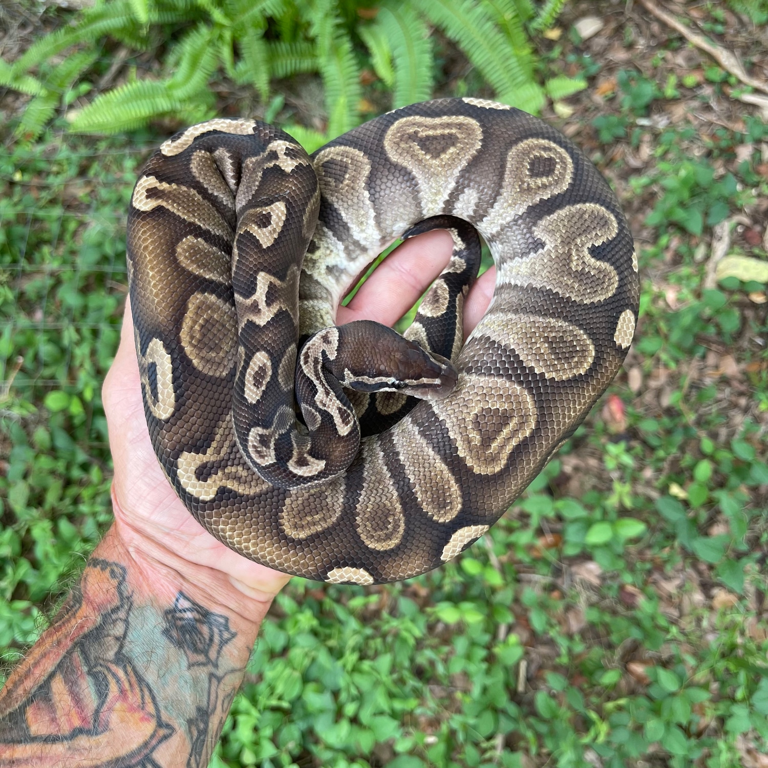 Chocolate GHI Het Hypo. Shipping Included Ball Python by ...