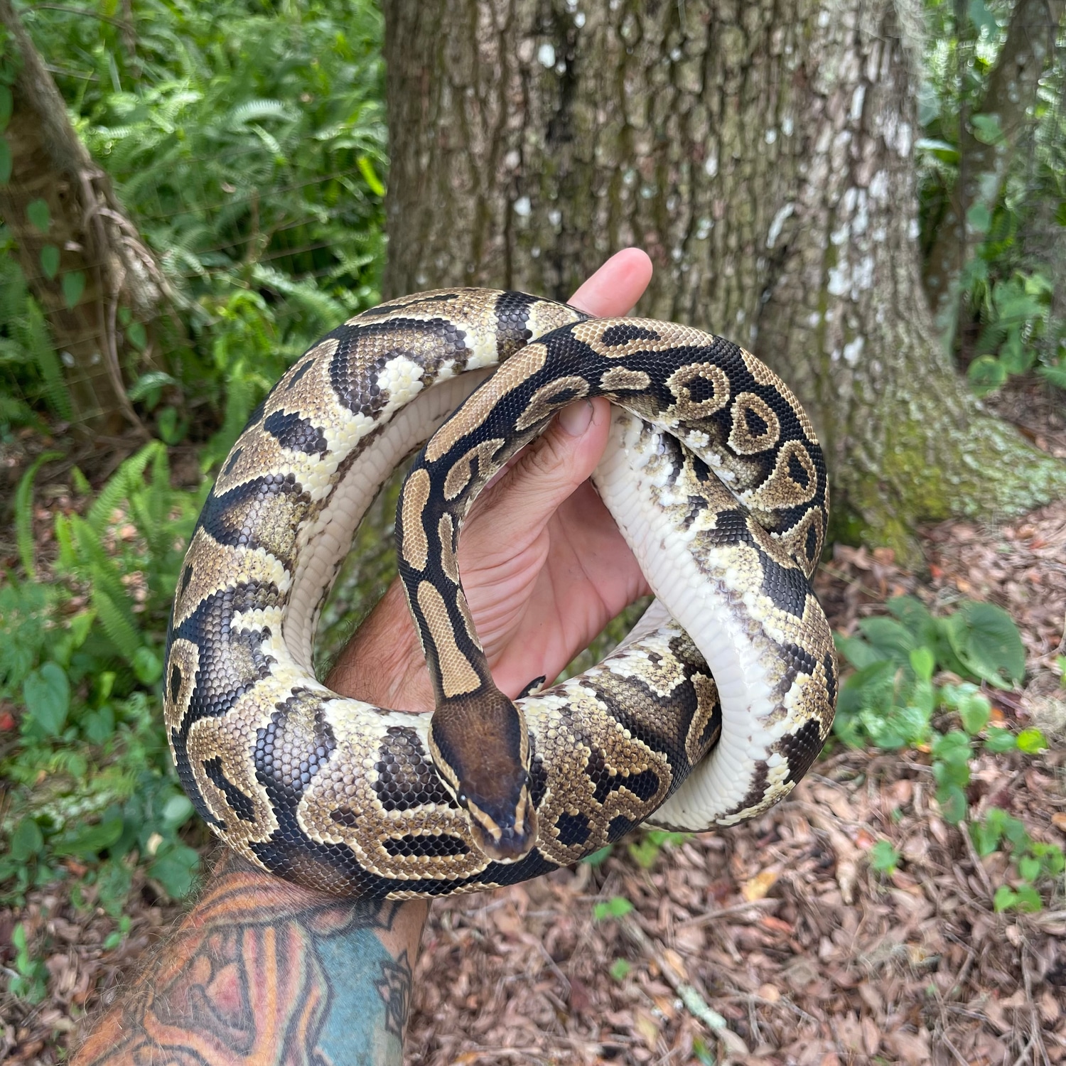 Gravel (Proven) Ball Python by HeathenHatchery - MorphMarket