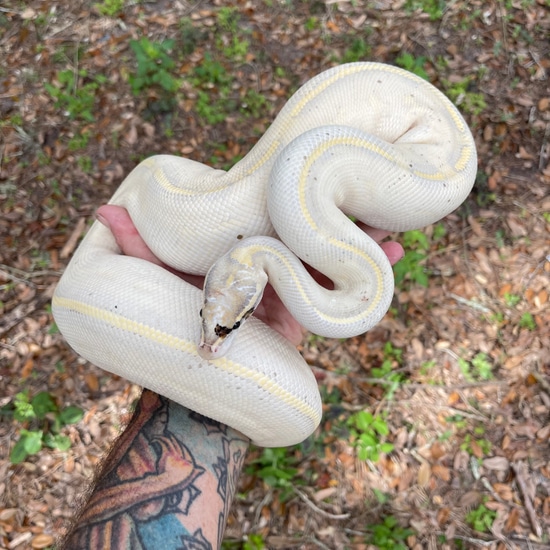 Highway Ball Python by HeathenHatchery