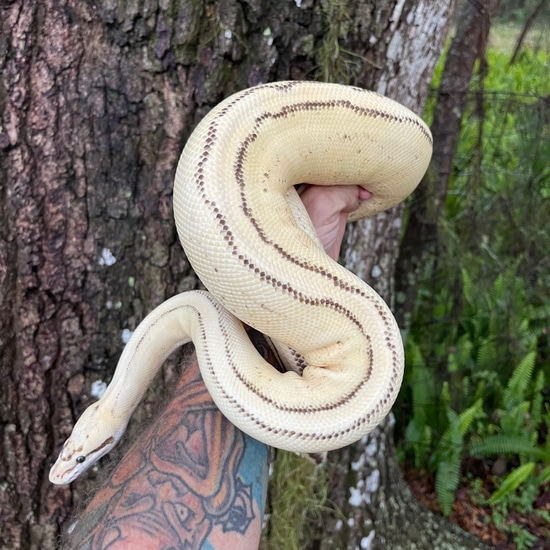 Super Pastel Super Stripe Ball Python by HeathenHatchery