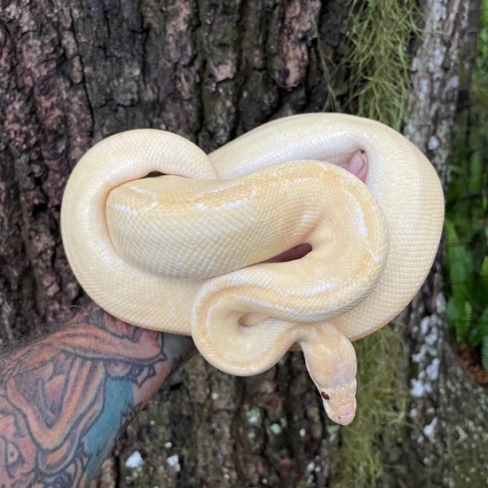 Champagne Lavender Albino Ball Python by HeathenHatchery