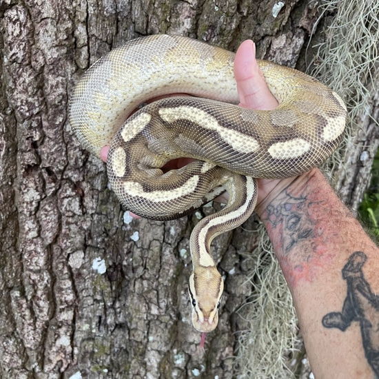 RoadRage Asphalt Spark Ball Python by HeathenHatchery