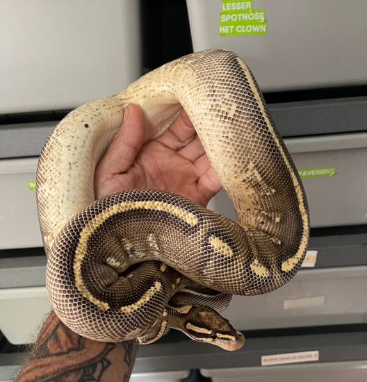 Super Gravel Ball Python by HeathenHatchery