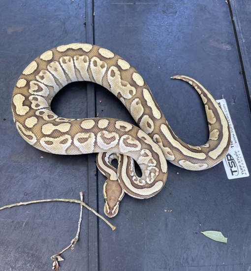 Butter Het Clown Het Genetic Stripe Ball Python by HeathenHatchery