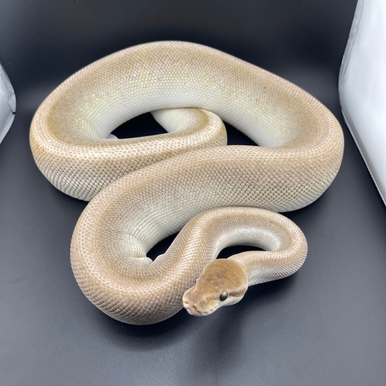 No Reserve RTB Lithium Genetic Stripe 50% Het OG Ball Python by HeathenHatchery