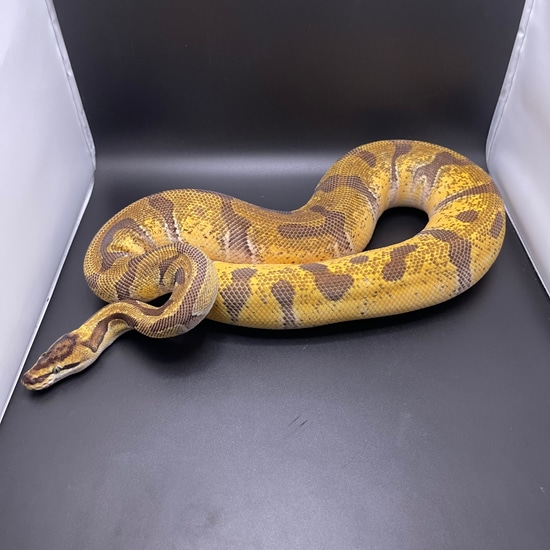 Super Enchi Orange Dream Ball Python by HeathenHatchery