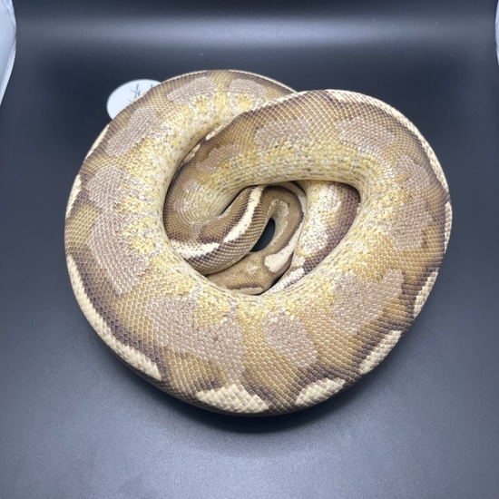 Road Rage Asphalt Spark Ball Python by HeathenHatchery