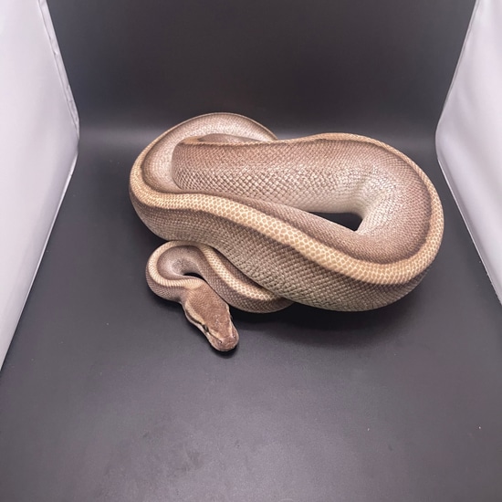 RTB Female Butter Genetic Stripe Ball Python by HeathenHatchery