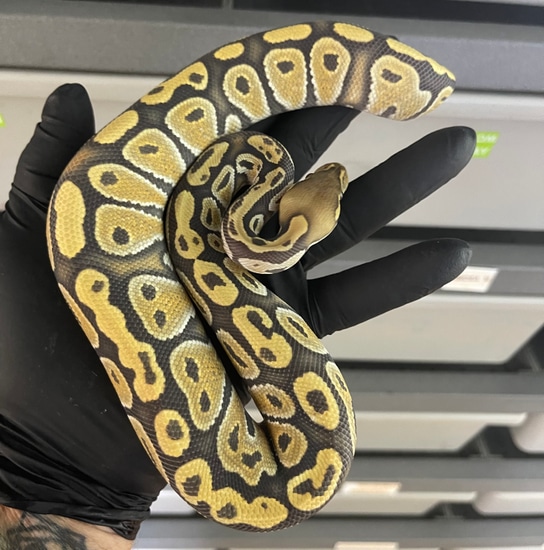 Hypo Cypress Ball Python by HeathenHatchery