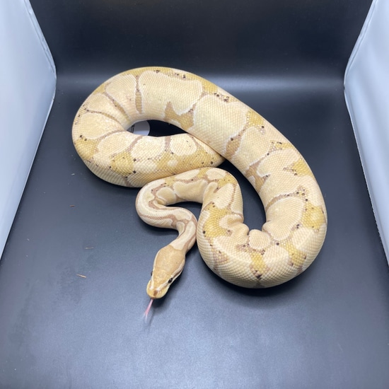 Adult Banana Het Clown Female Ball Python by HeathenHatchery