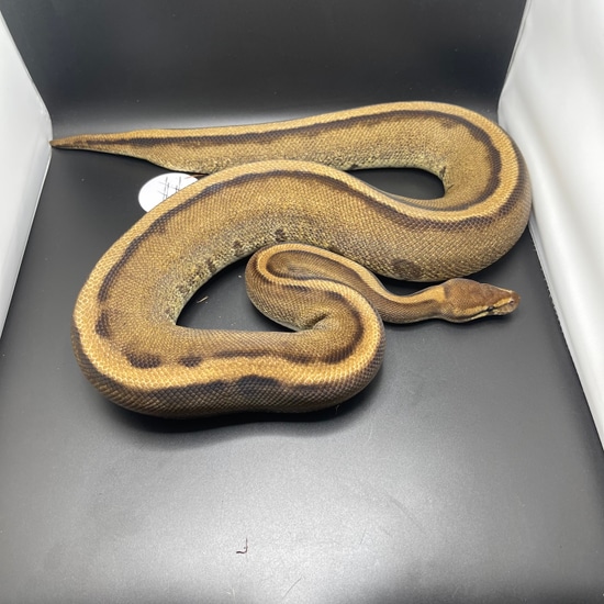RTB Genetic Stripe Female Ball Python by HeathenHatchery