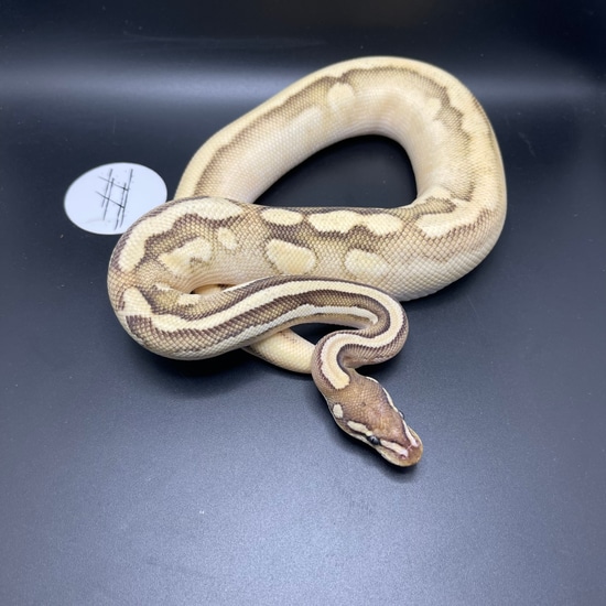 Scrambler Orange Dream Calico Fire Mojave Ball Python by HeathenHatchery