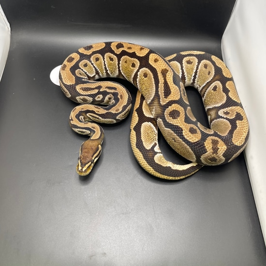 Cypress Het Orange Ghost Ball Python by HeathenHatchery