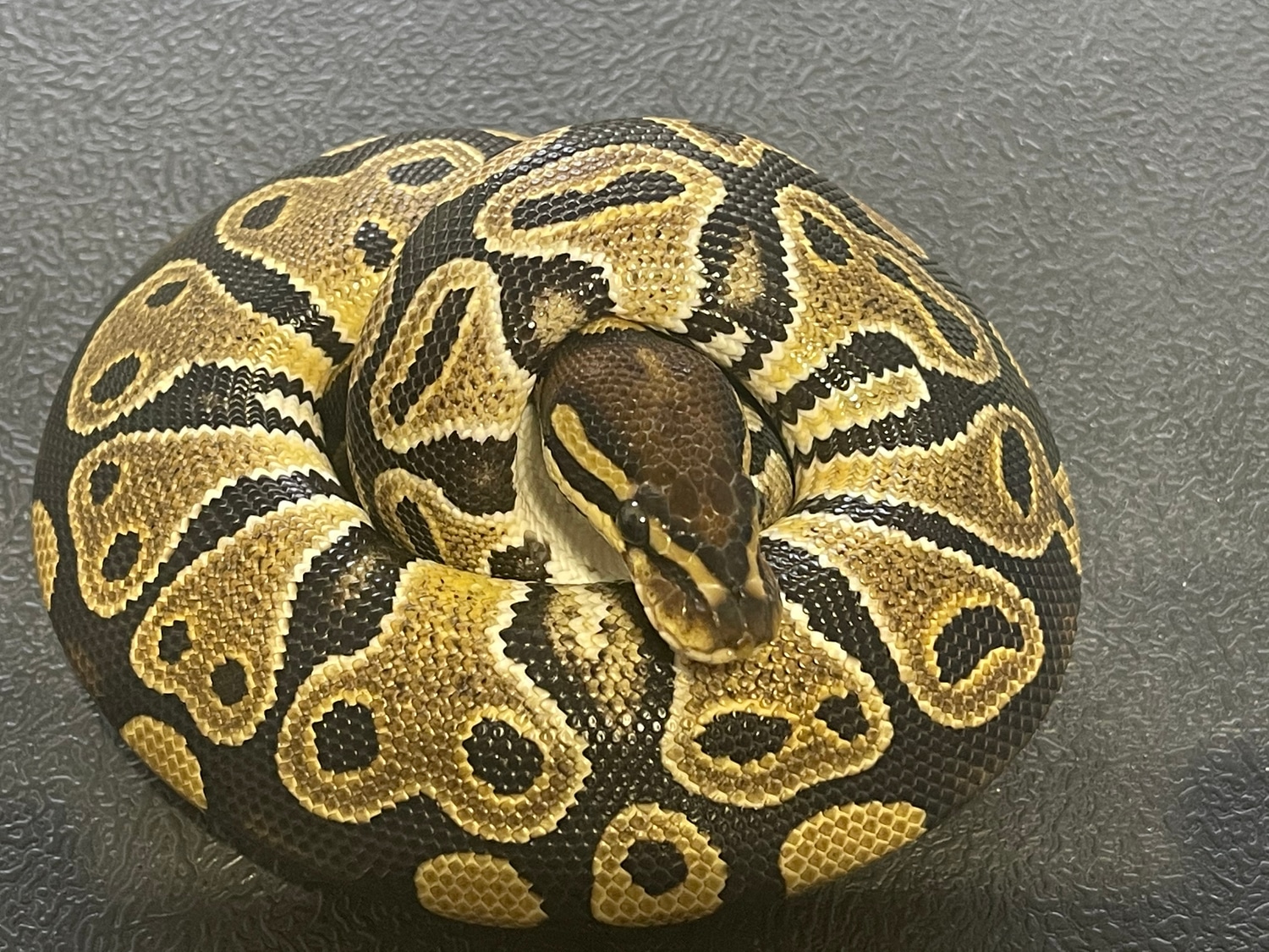 Asphalt Ball Python by Royal Reptile Exotics - MorphMarket