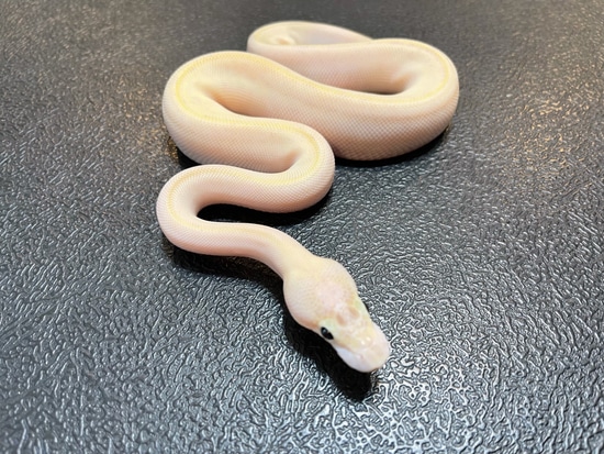 Ivory Pos Pinstripe Het VPI Axanthic Ball Python by Royal Reptile Exotics