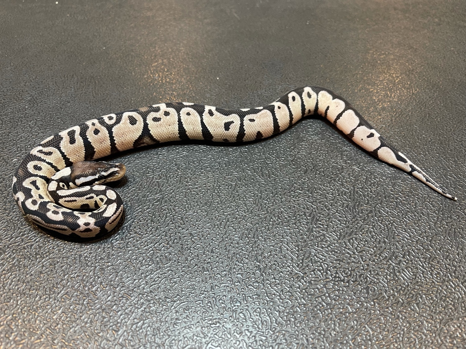 Pastel Vpi Axanthic Ball Python by Royal Reptile Exotics - MorphMarket