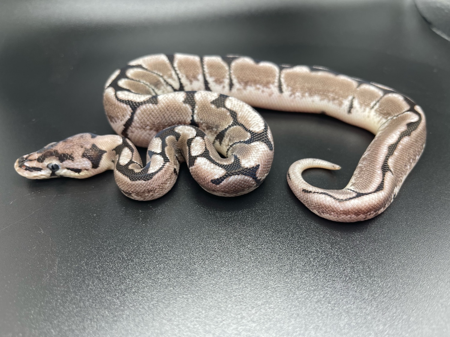 Axanthic Spider Ball Python