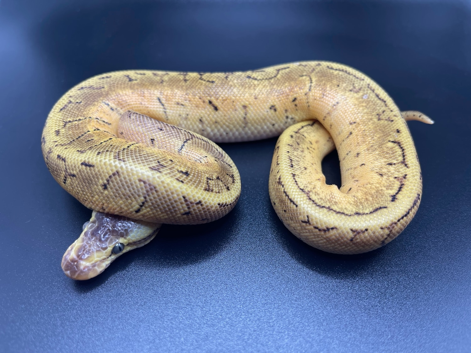 Lemonblast Yellow Belly/Asphalt Possible Super Pinstripe Ball Python by ...