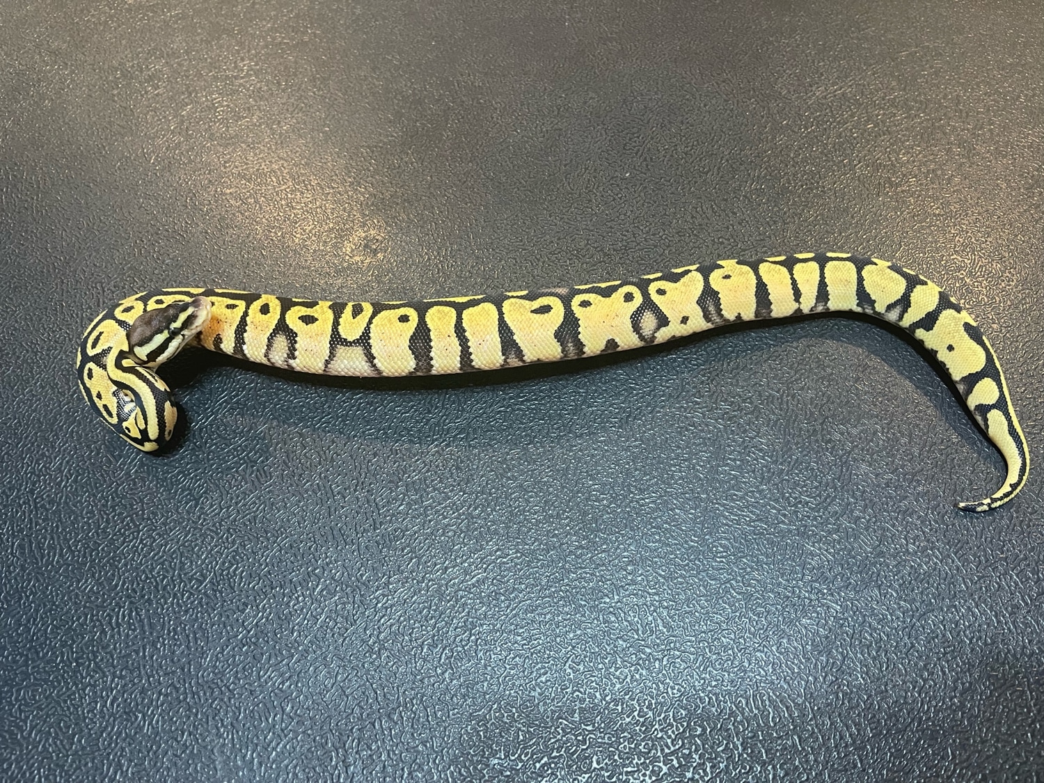 Pastel Asphalt Het VPI Axanthic Ball Python by Royal Reptile Exotics ...