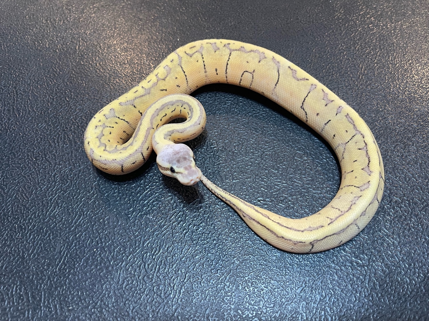 Killerblast Asphalt Het VPI Axanthic Ball Python by Royal Reptile ...