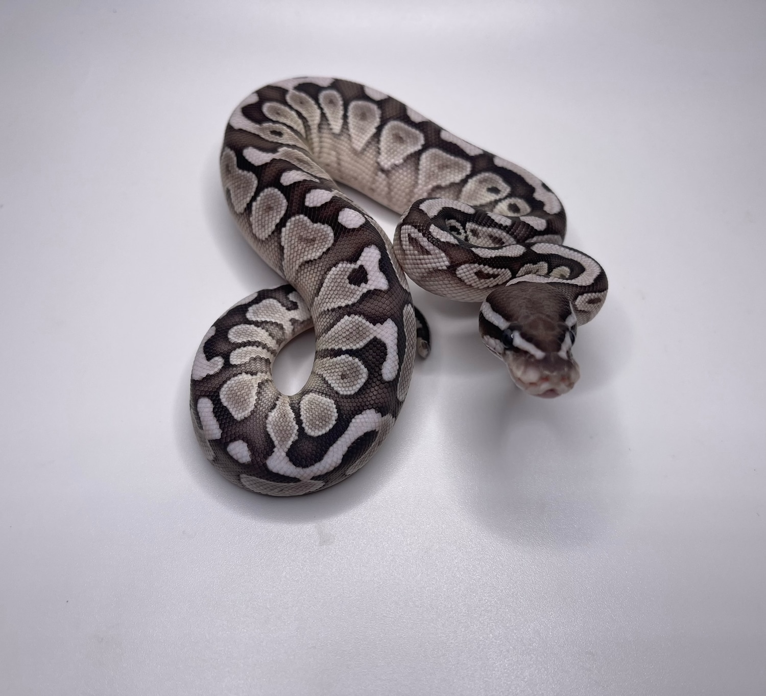 VPI Axanthic Lesser Ball Python by Royal Reptile Exotics - MorphMarket
