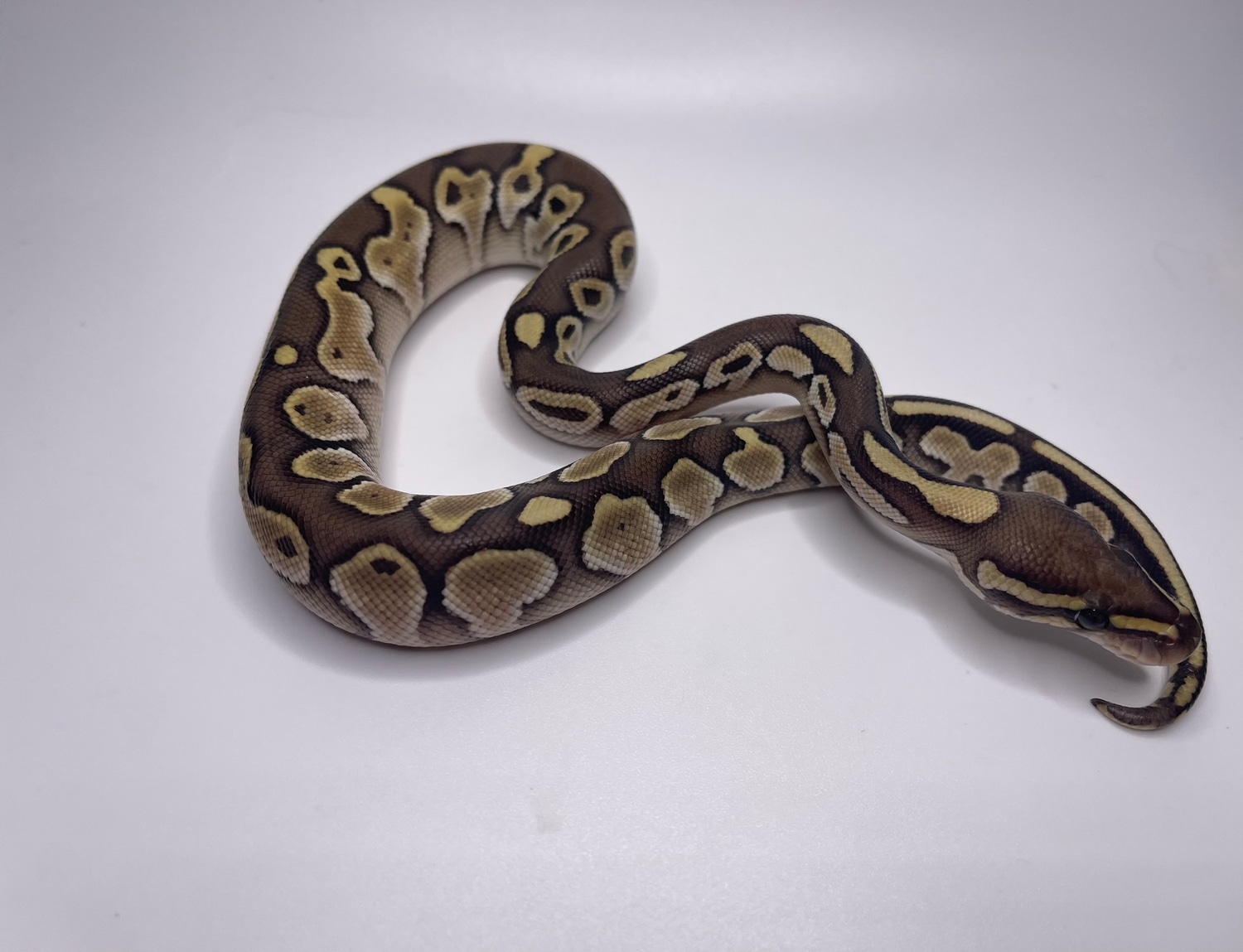 Lesser Het VPI Axanthic Ball Python by Royal Reptile Exotics - MorphMarket