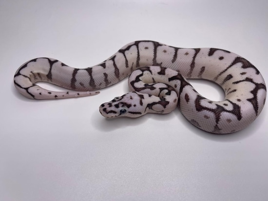Firebee VPI Axanthic Het Clown Ball Python by Royal Reptile Exotics