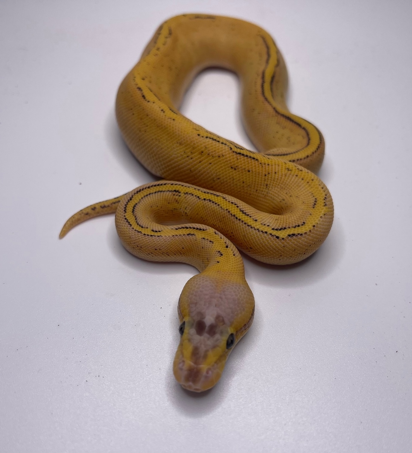 Lemonblast Freeway Ball Python by Royal Reptile Exotics - MorphMarket