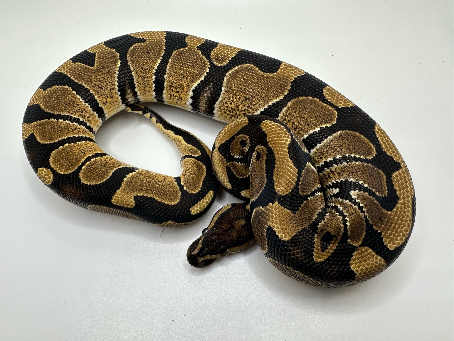 Het Enhancer 50% Het Clown Pos Het Gstripe *Free Shipping* Ball Python ...