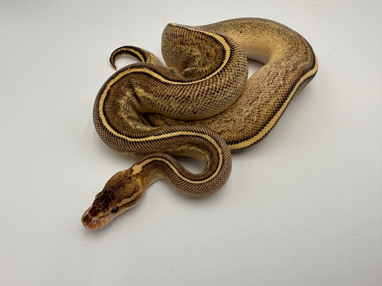 Pinstripe Freeway Ball Python by Royal Reptile Exotics
