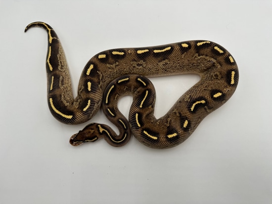 Freeway Ball Python by Royal Reptile Exotics