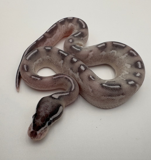 VPI Axanthic Highway Ball Python by Royal Reptile Exotics